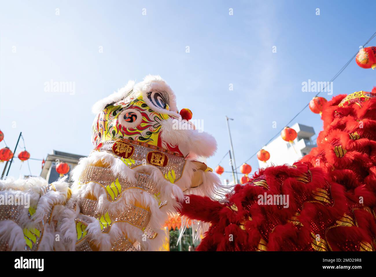 Dragon and lion dance show in chinese new year festival (Tet festival ...