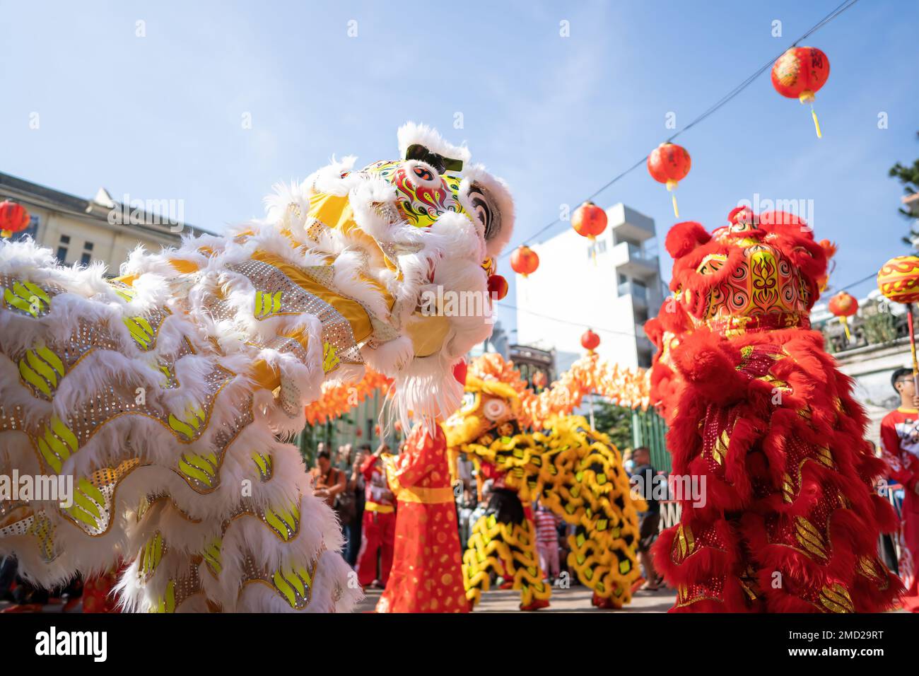 Dragon and lion dance show in chinese new year festival (Tet festival ...