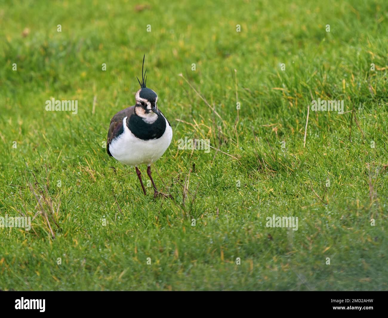 Lapwing Searching for Food Stock Photo - Alamy