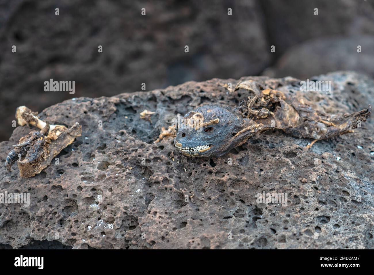 Small animal bones hi-res stock photography and images - Alamy