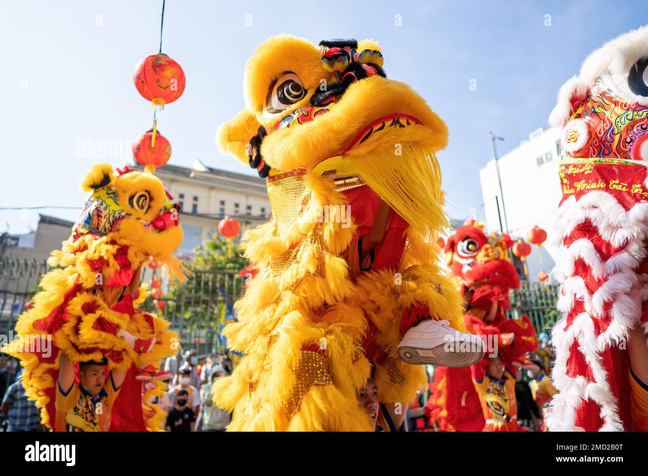 Dragon and lion dance show in chinese new year festival (Tet festival ...
