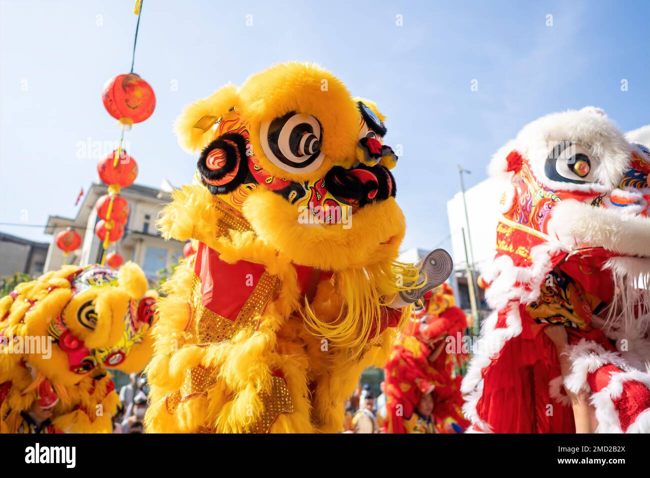 Dragon and lion dance show in chinese new year festival (Tet festival ...