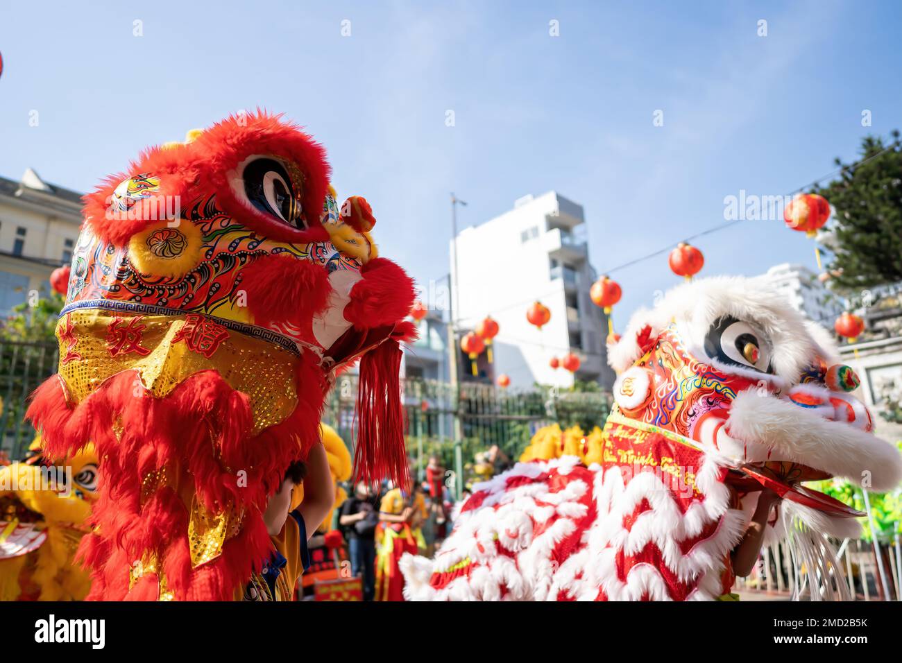 Dragon and lion dance show in chinese new year festival (Tet festival ...