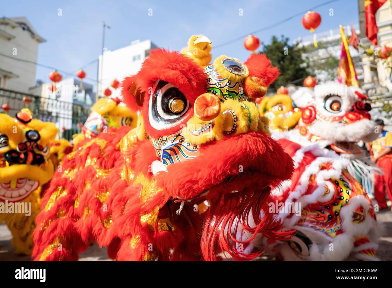 Dragon and lion dance show in chinese new year festival (Tet festival ...