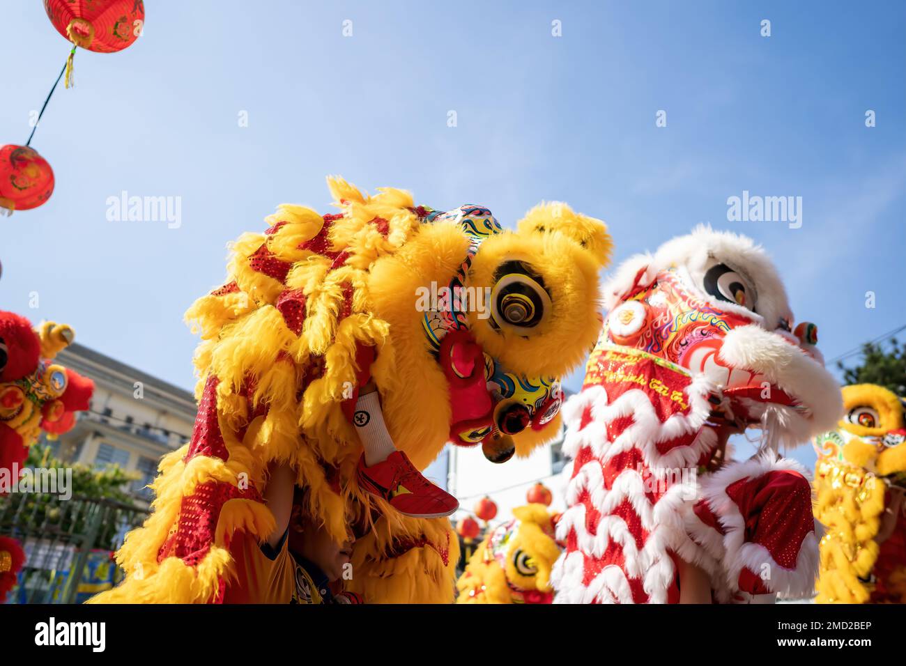 Dragon and lion dance show in chinese new year festival (Tet festival ...