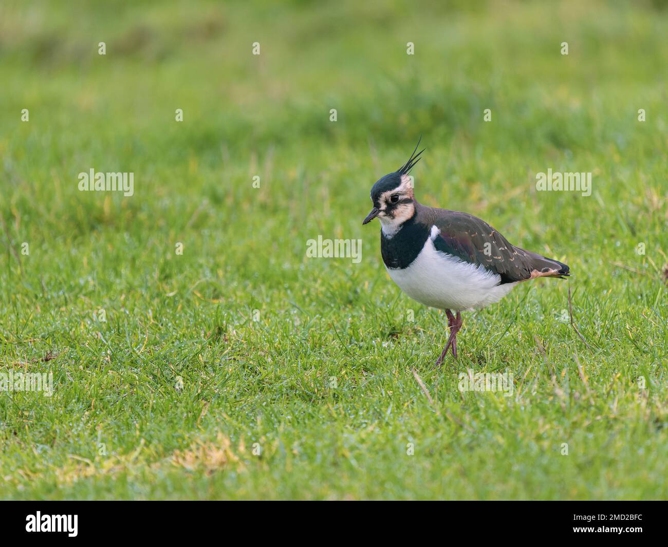 Lapwing Searching for Food Stock Photo - Alamy
