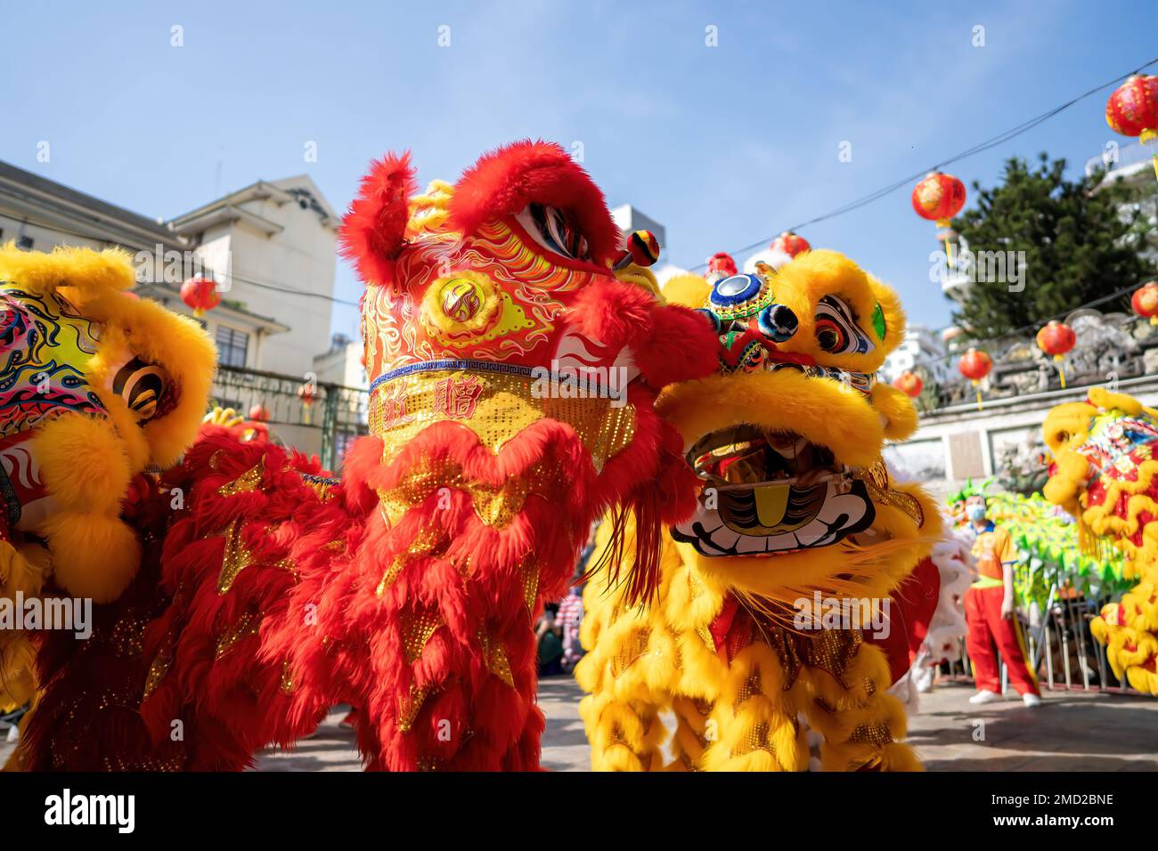 Dragon and lion dance show in chinese new year festival (Tet festival ...