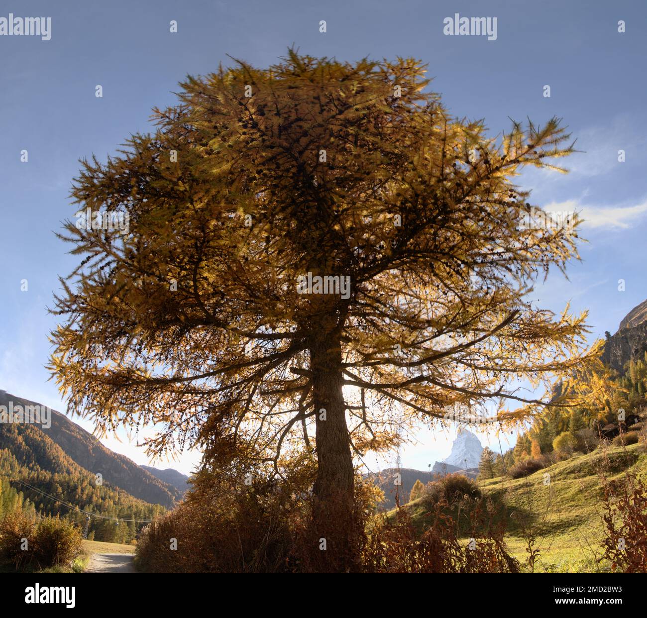 Autumn tree colours seen in Zermatt, Swiss Alps Stock Photo - Alamy