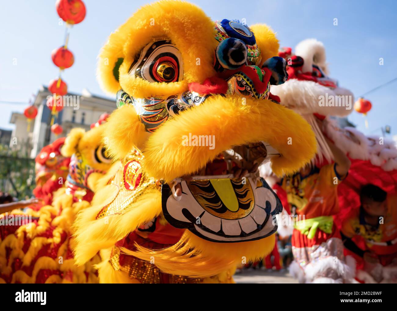 Dragon and lion dance show in chinese new year festival (Tet festival ...