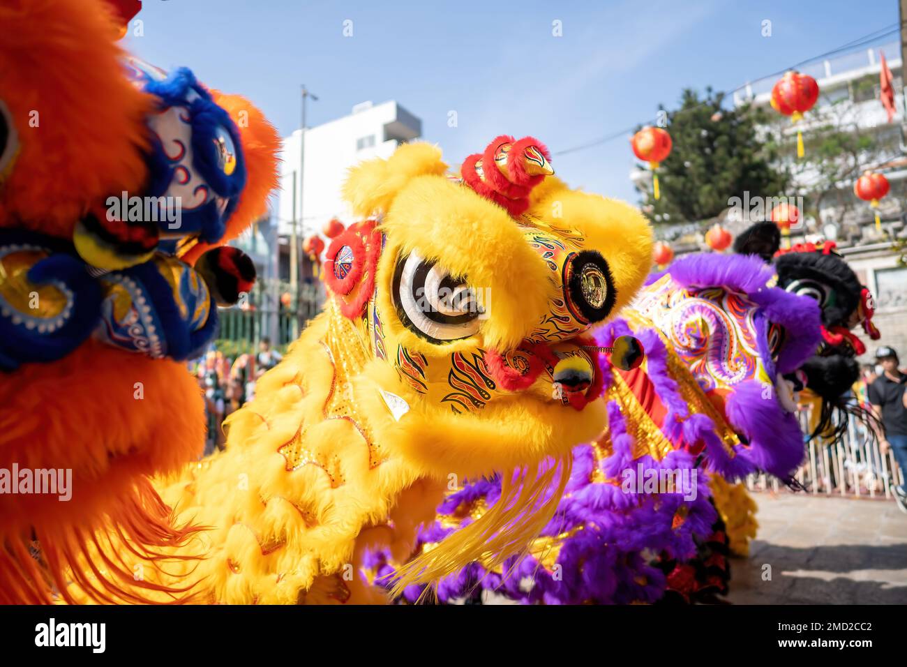 Dragon and lion dance show in chinese new year festival (Tet festival ...