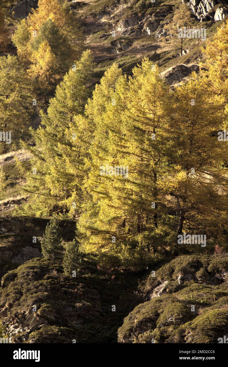 Autumn tree colours seen in Zermatt, Swiss Alps Stock Photo - Alamy