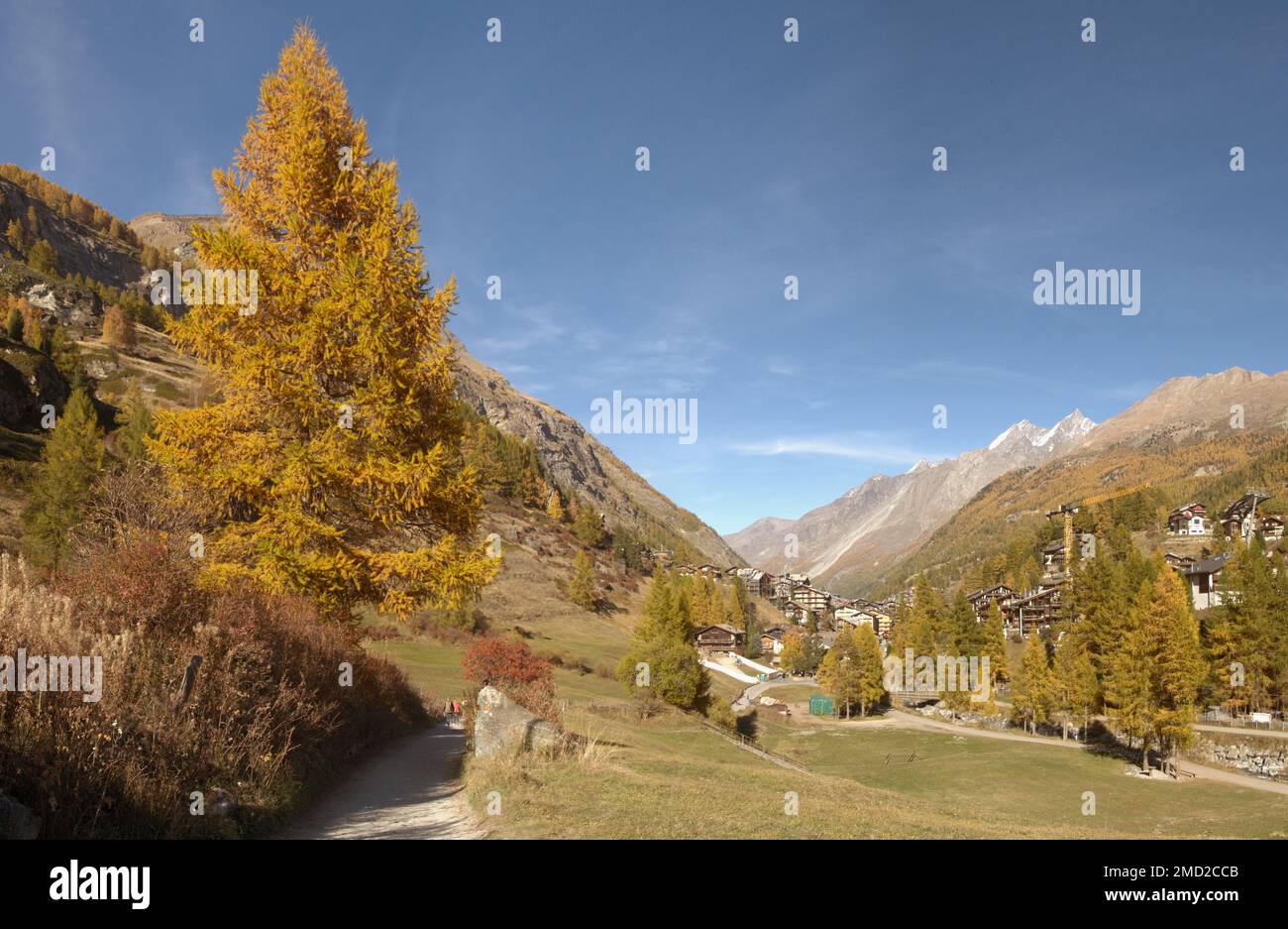 Autumn tree colours seen in Zermatt, Swiss Alps Stock Photo - Alamy