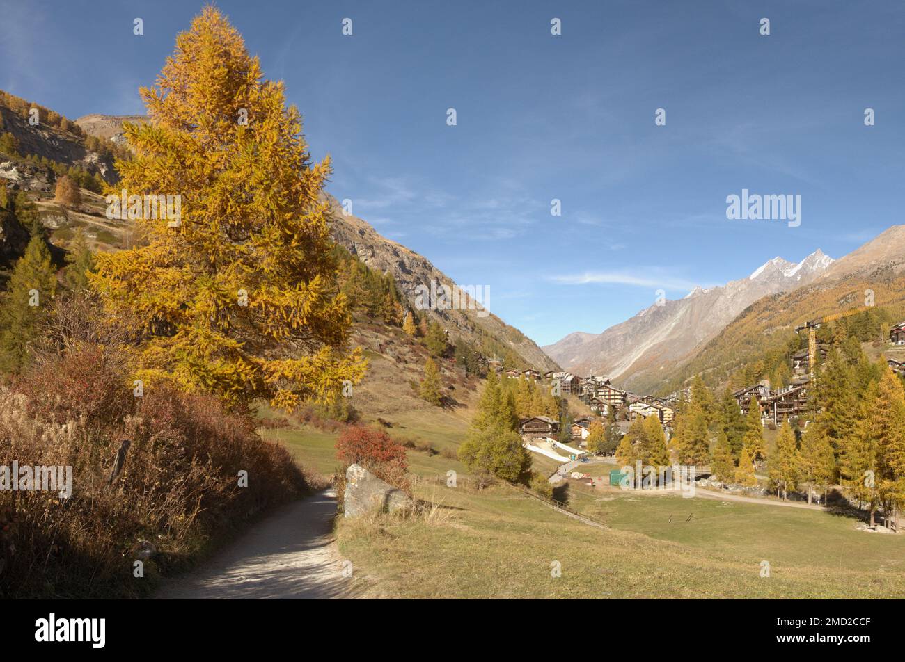 Autumn tree colours seen in Zermatt, Swiss Alps Stock Photo - Alamy