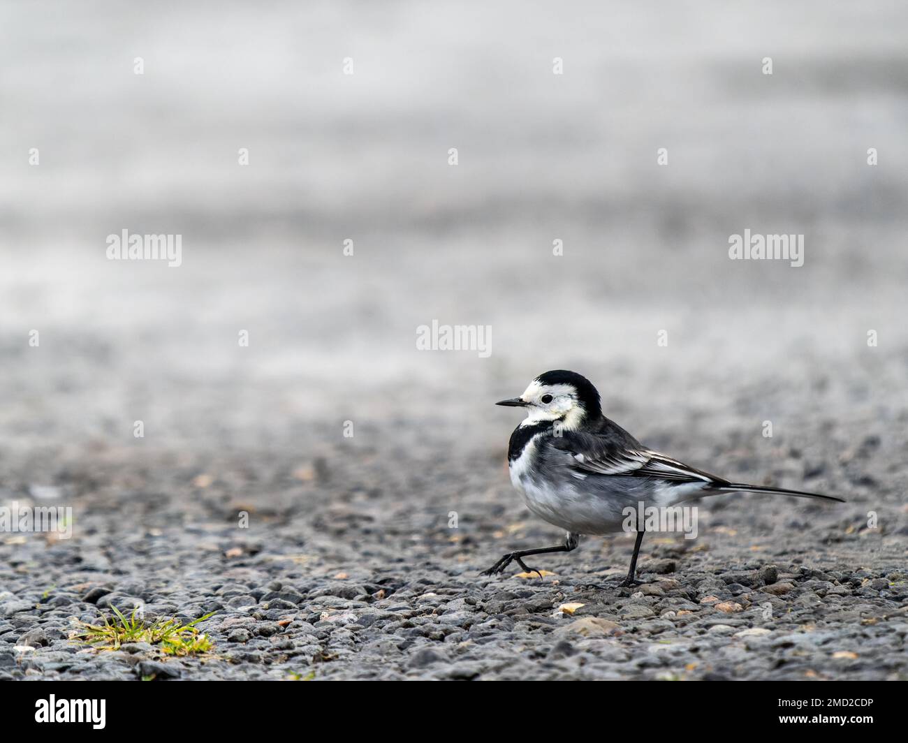 Stoney path hi-res stock photography and images - Alamy