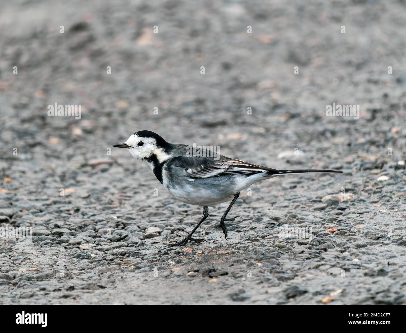 Stoney path hi-res stock photography and images - Alamy