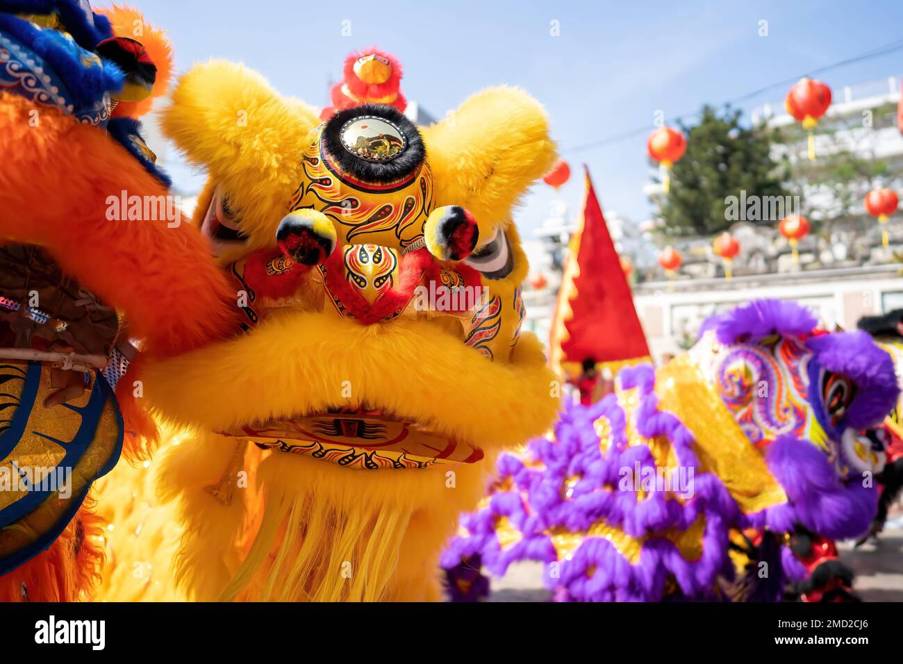 Dragon and lion dance show in chinese new year festival (Tet festival ...