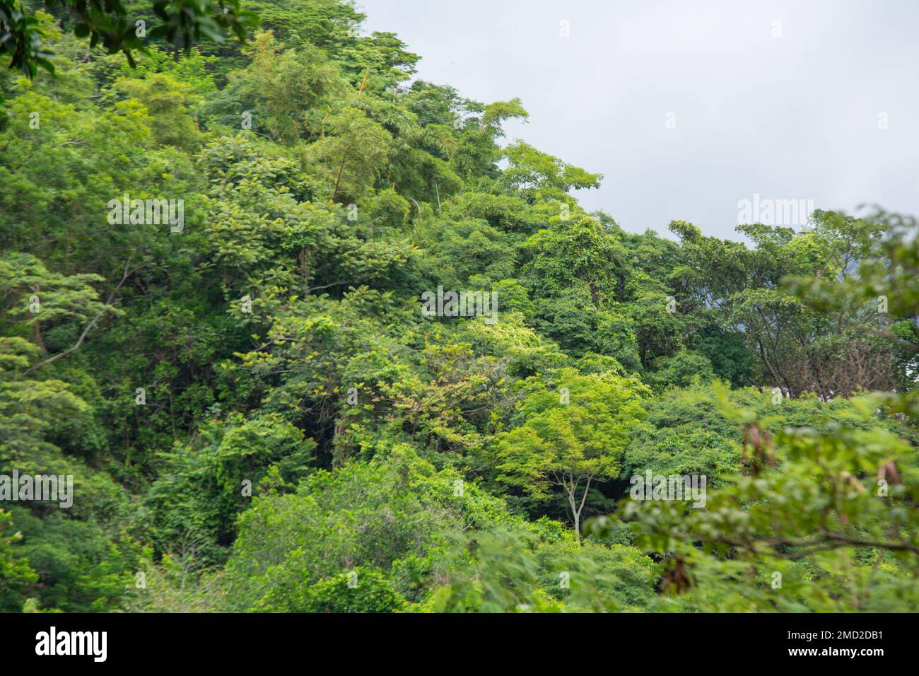 piece of the atlantic forest in paraty in Rio de Janeiro Stock Photo ...