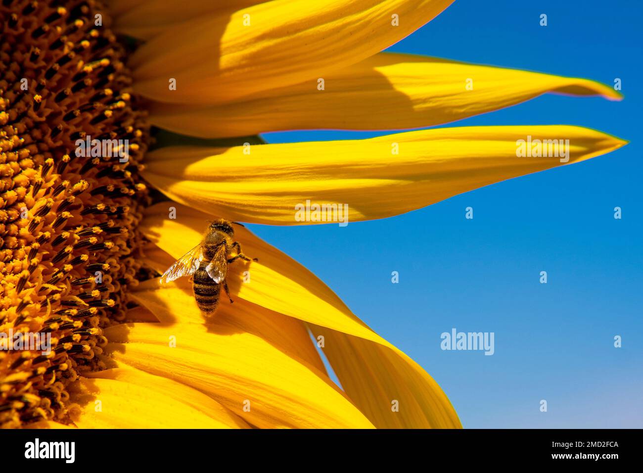 Bee on sunflower in summer sunshine Stock Photo - Alamy