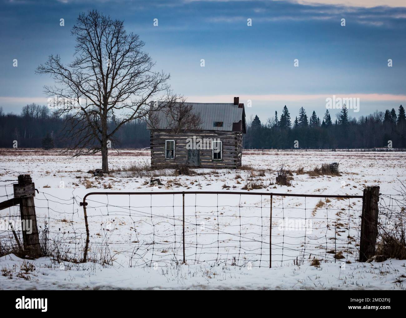 Old abandoned farmstead in a winter scene with trtes and old gate Stock ...