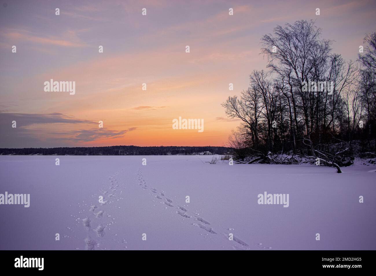A landscape view of the feet traces on snowy field with deciduous trees ...