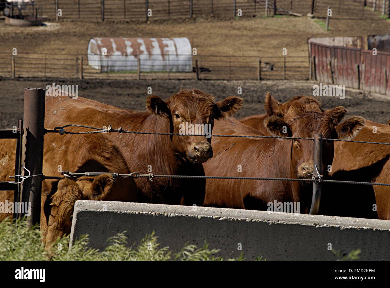 Anilmas hi-res stock photography and images - Alamy