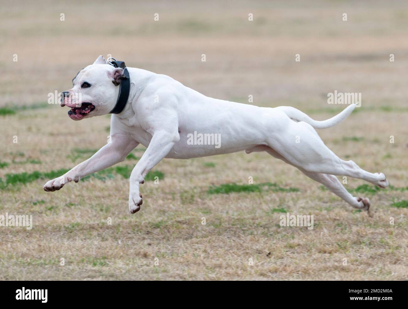 American bulldog in full stride running across a grass field Stock ...