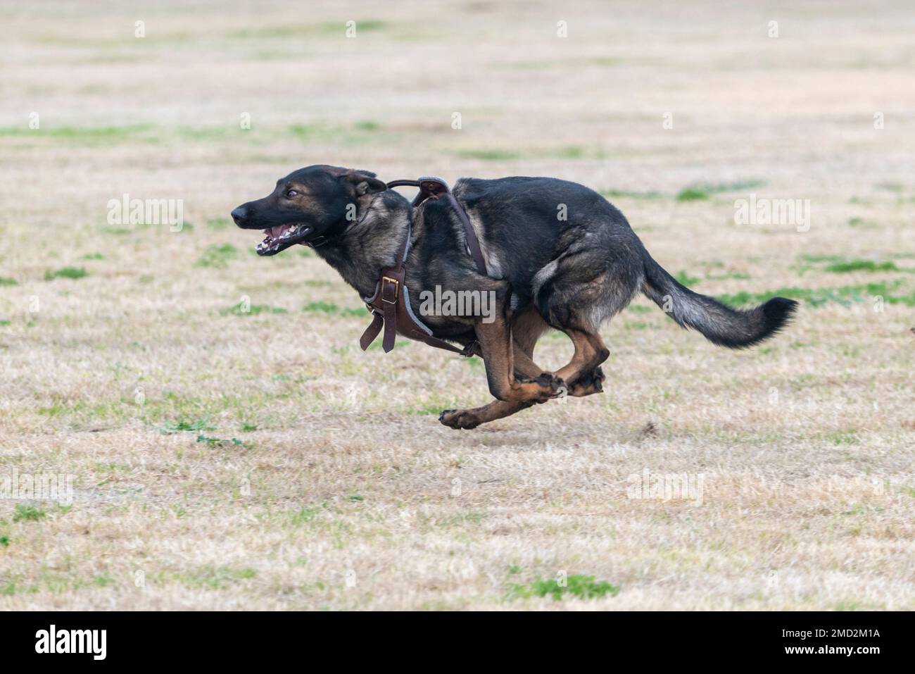 German shepherd dog running across a grassy field Stock Photo - Alamy
