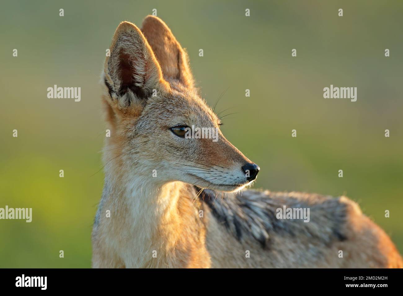 Portrait of a black-backed jackal (Canis mesomelas) in early morning ...