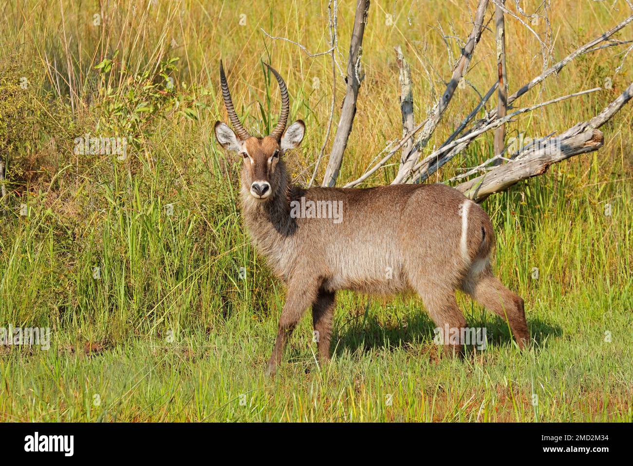Alert male waterbuck (Kobus ellipsiprymnus) in natural habitat, South ...