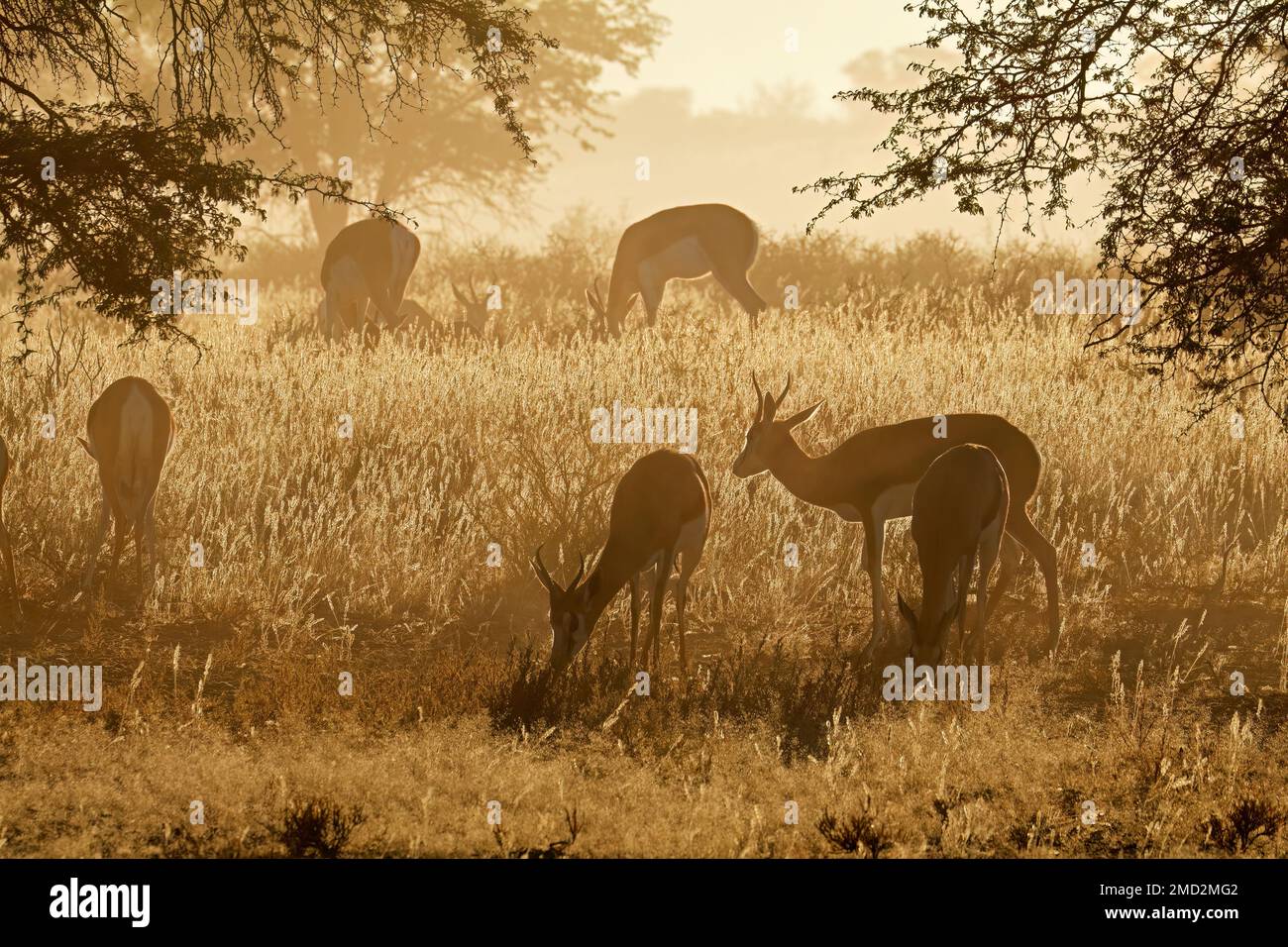 Springbok antelopes (Antidorcas marsupialis) at sunrise, Kalahari ...