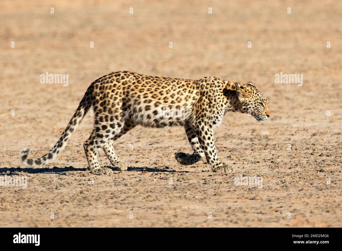 A young leopard (Panthera pardus) walking, Kalahari desert, South ...