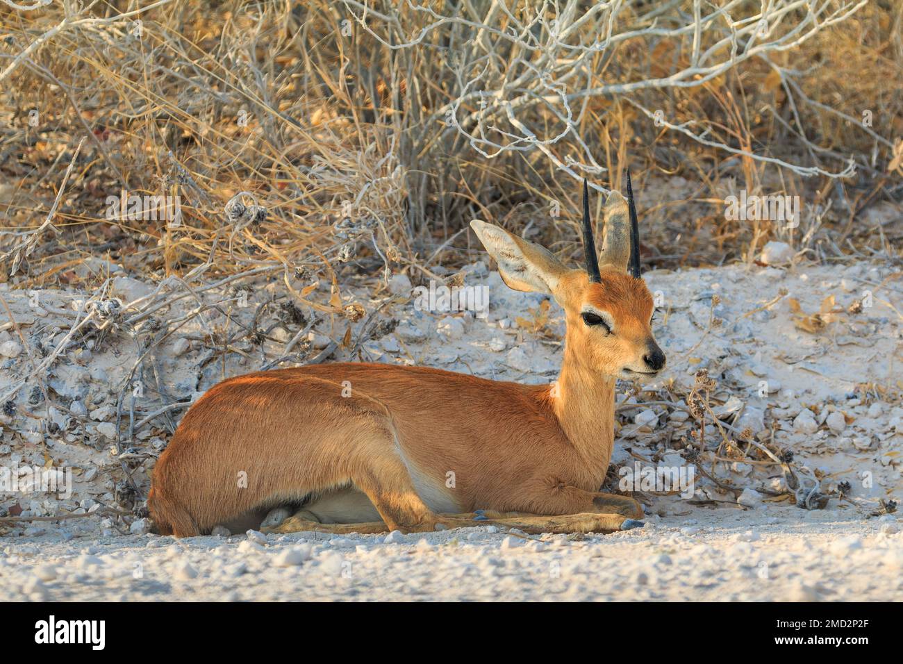 Dik-dik, small antelope in natural habitat in Etosha National Park in ...