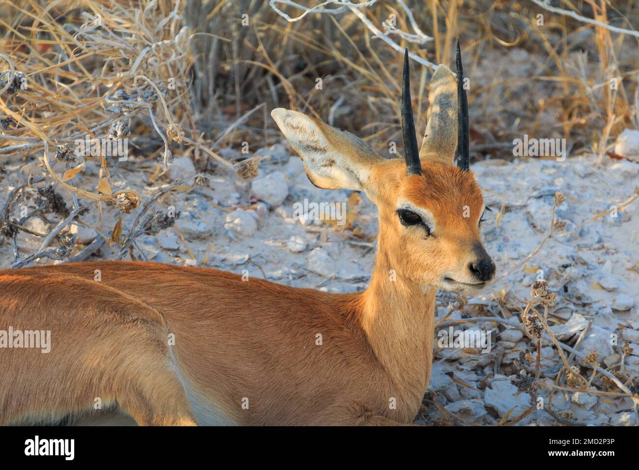 Dik-dik, small antelope in natural habitat in Etosha National Park in ...