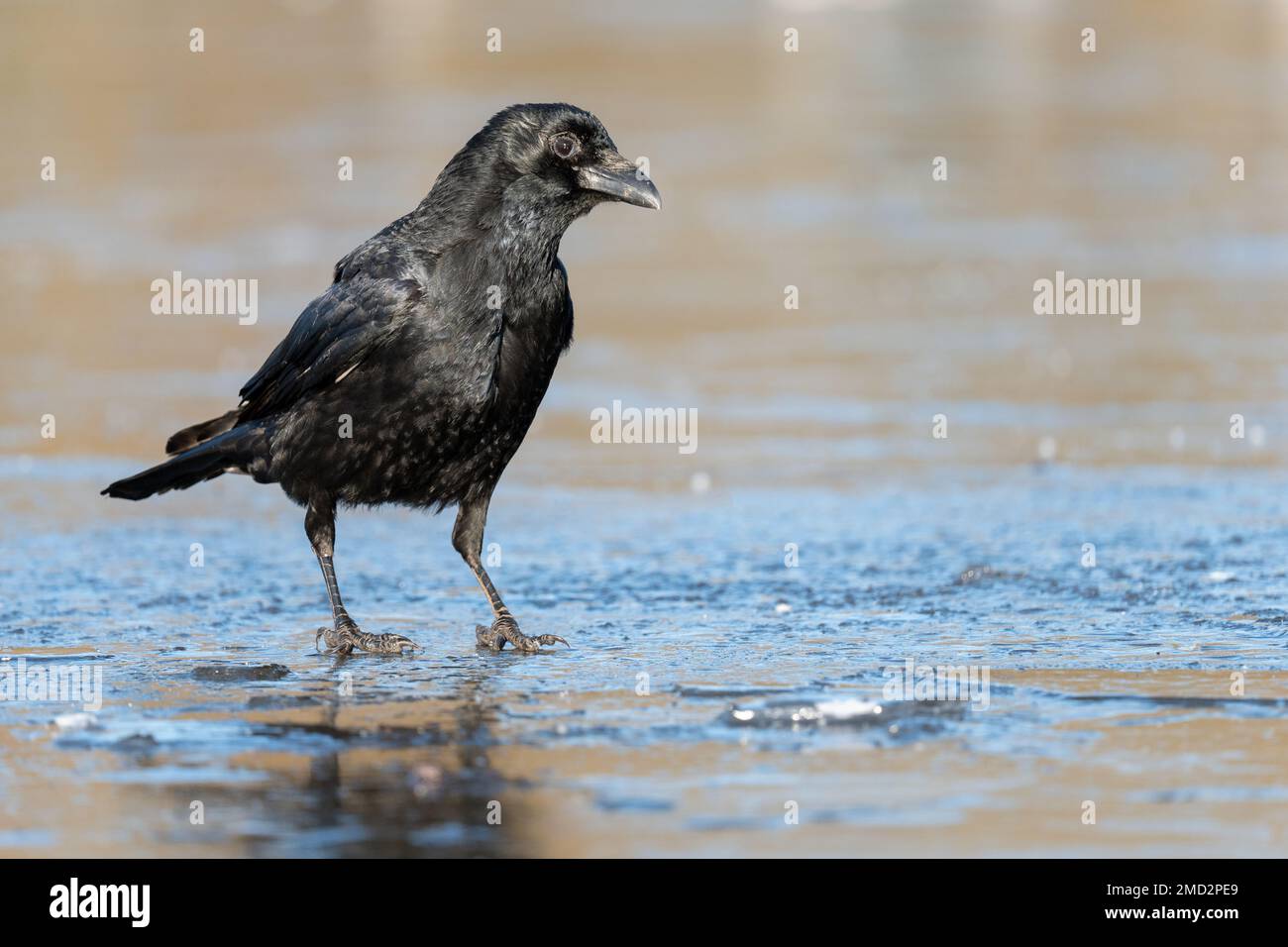 Crow at the frozen Cemetery Lake, Southampton Common Stock Photo - Alamy