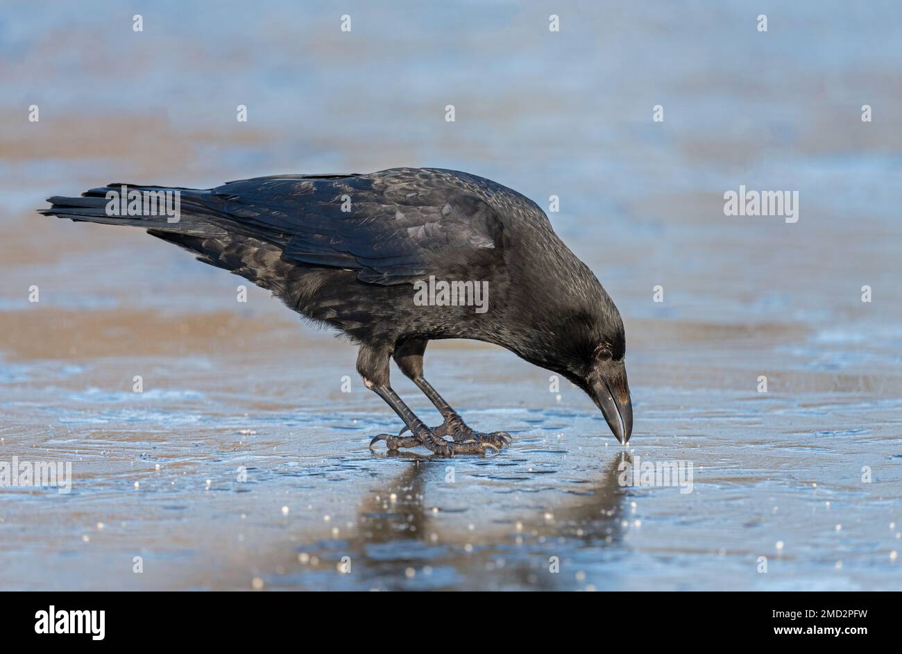 Crow southampton common hi-res stock photography and images - Alamy