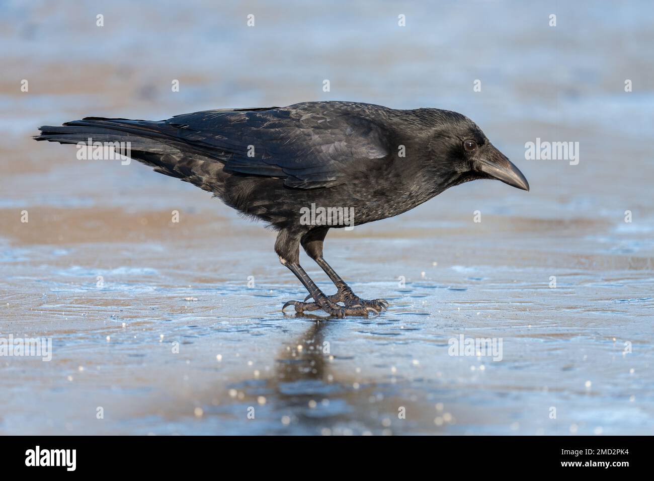 Crow frozen pond hi-res stock photography and images - Alamy
