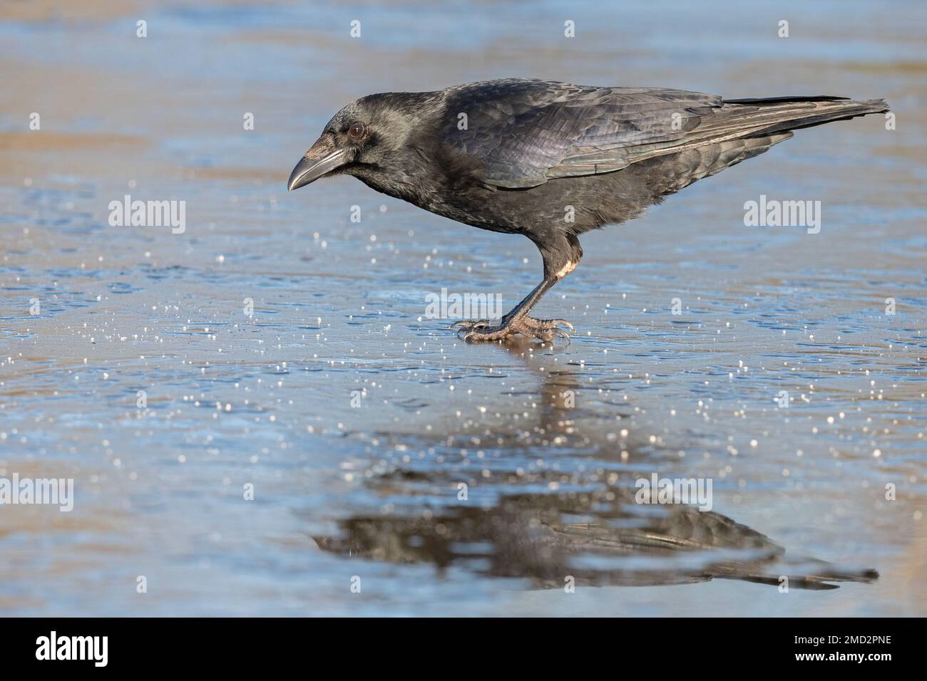 Crow frozen pond hi-res stock photography and images - Alamy
