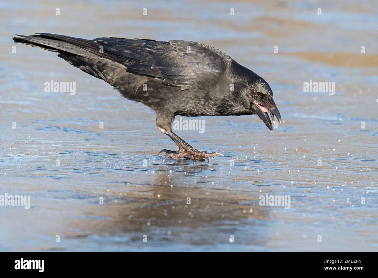 Crow at the frozen Cemetery Lake, Southampton Common Stock Photo - Alamy