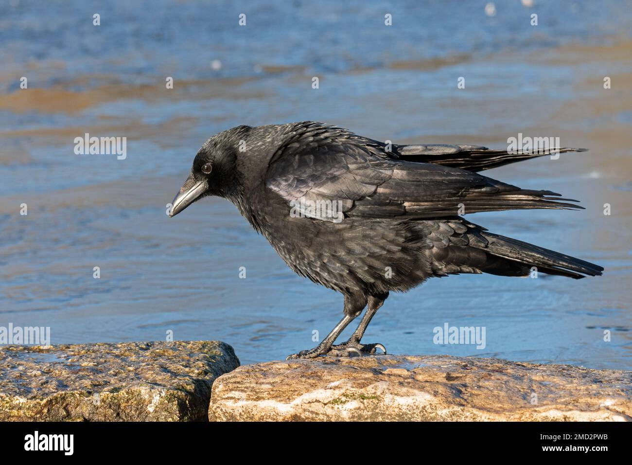 Crow at the frozen Cemetery Lake, Southampton Common Stock Photo - Alamy