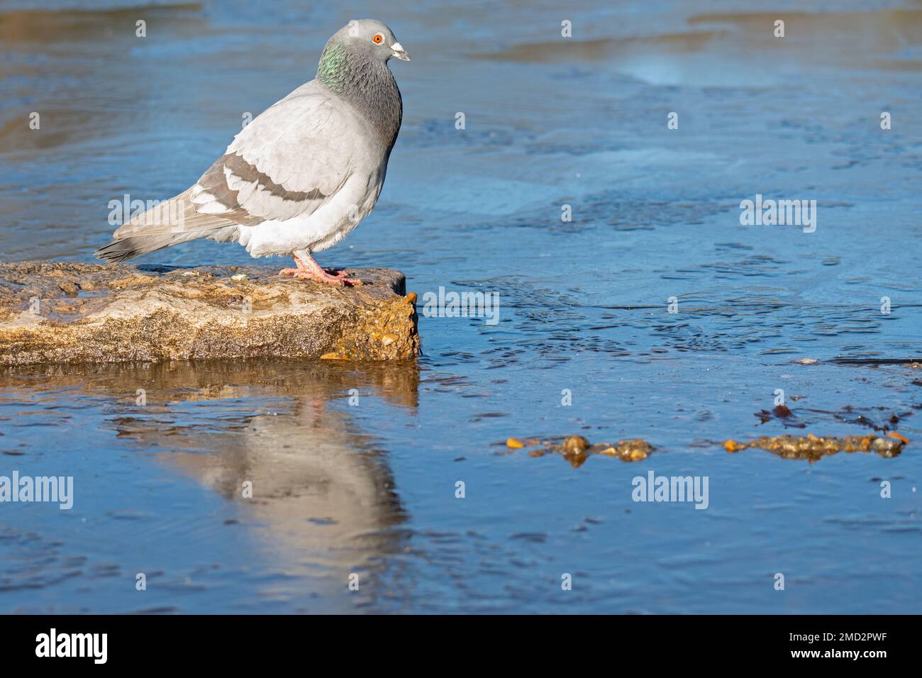 Pigeon walking on the ice on Cemetery Lake, Southampton Common Stock ...