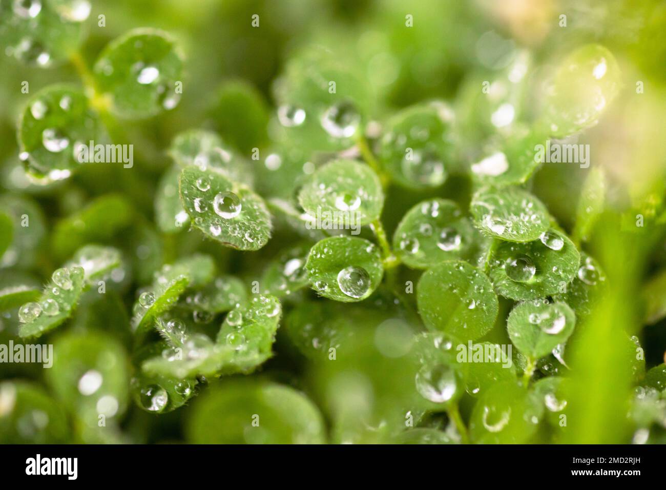 Trifolium repens, white clover , Dutch clover, Ladino clover, or Ladino ...