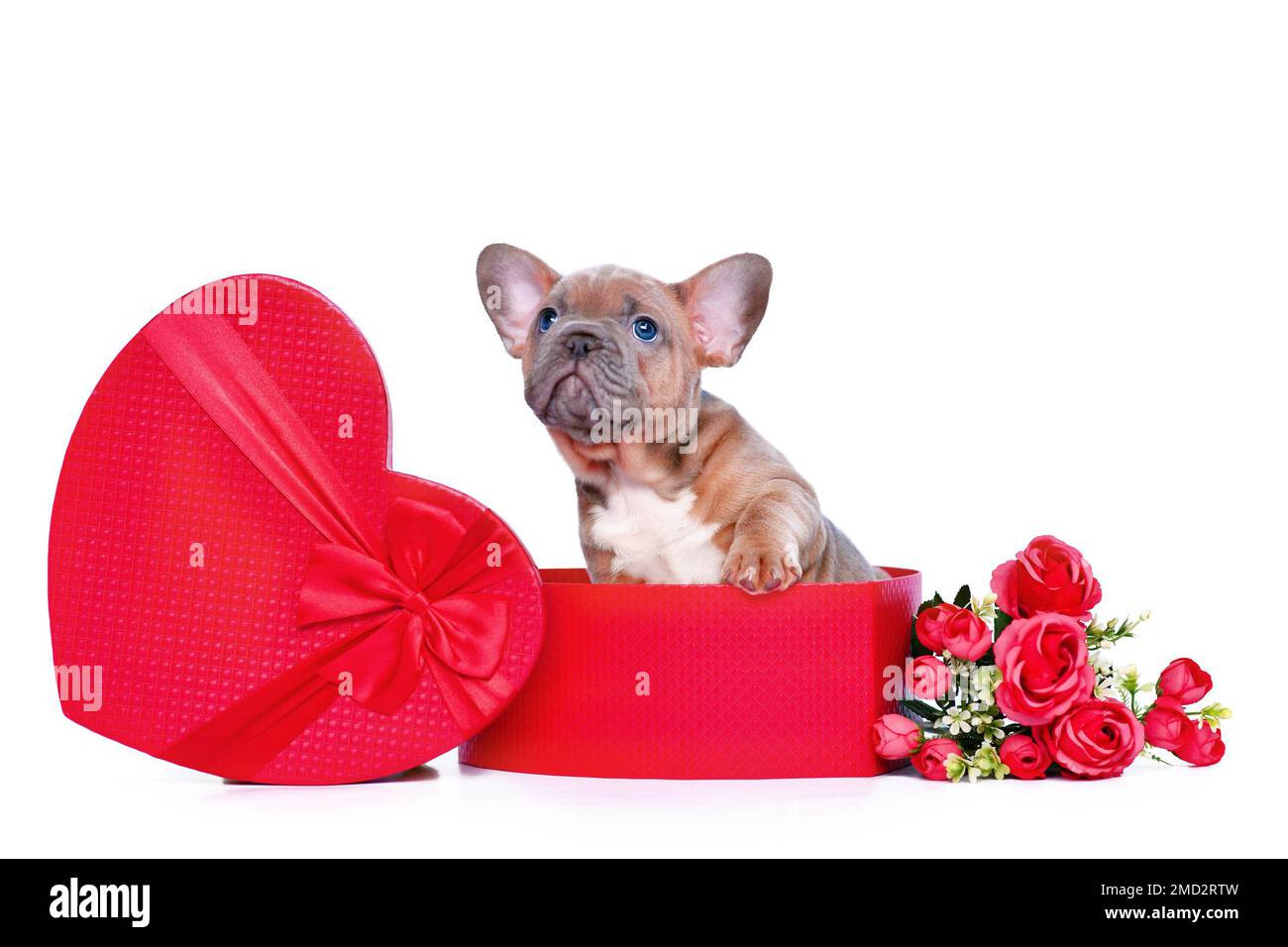 Photo cute dog on Cut Out Stock Images & Pictures - Alamy