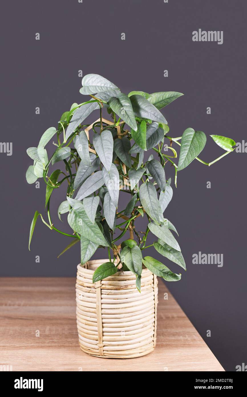 Tropical 'Epipremnum Pinnatum Cebu Blue' houseplant in pot in front of ...