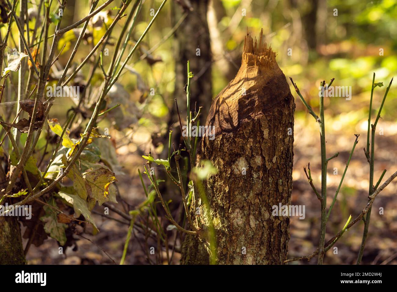 Close-up of trunks of trees gnawed eaten damaged chewed by beavers for ...
