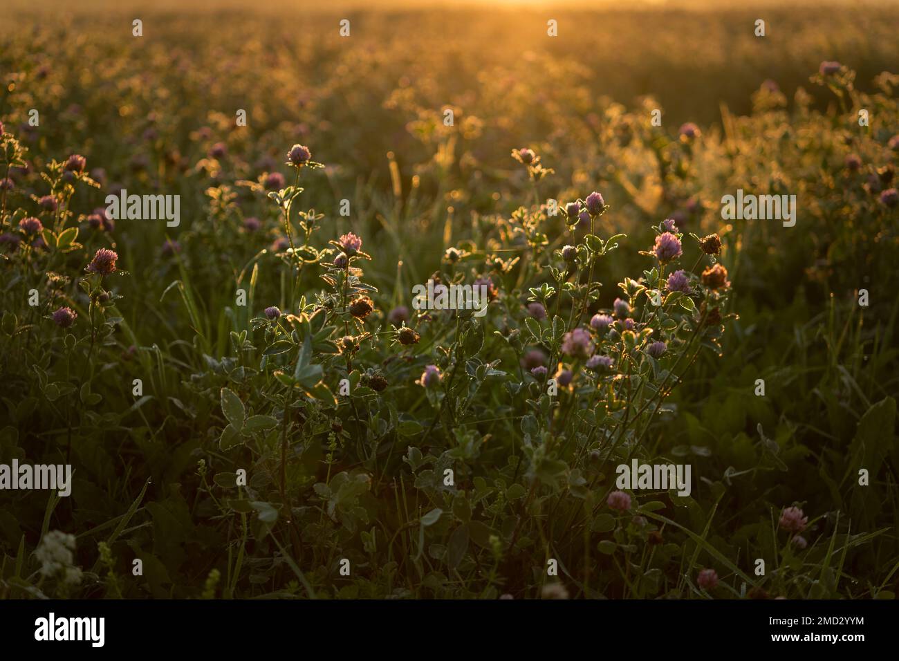 Dewy clover flowers are lit by the sun at sunrise, Moscow region ...