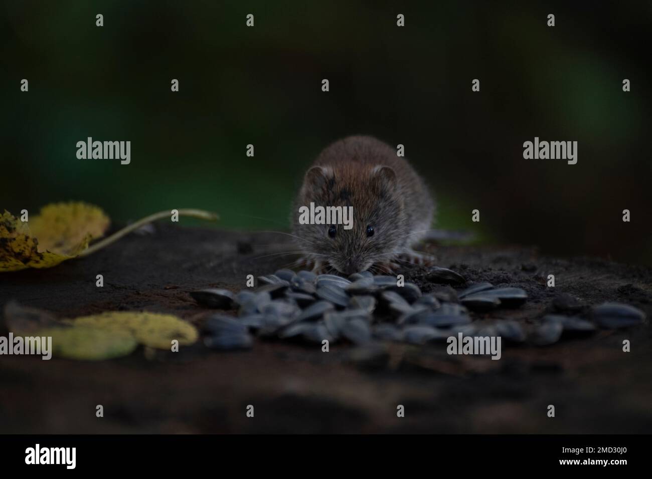 A common wood mouse is eating sunflower seeds on a stub, Moscow, Russia ...