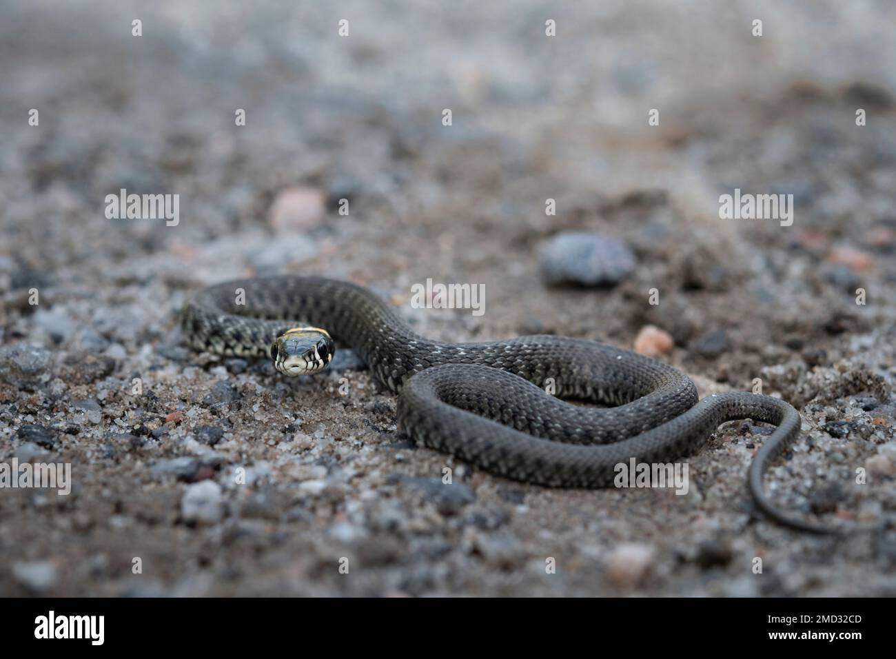 A grass snake is crawling on the ground, Moscow, Russia Stock Photo - Alamy