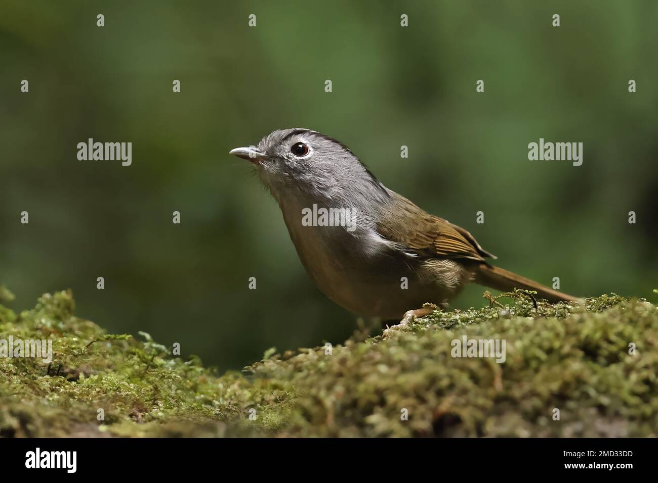 Peracensis hi-res stock photography and images - Alamy