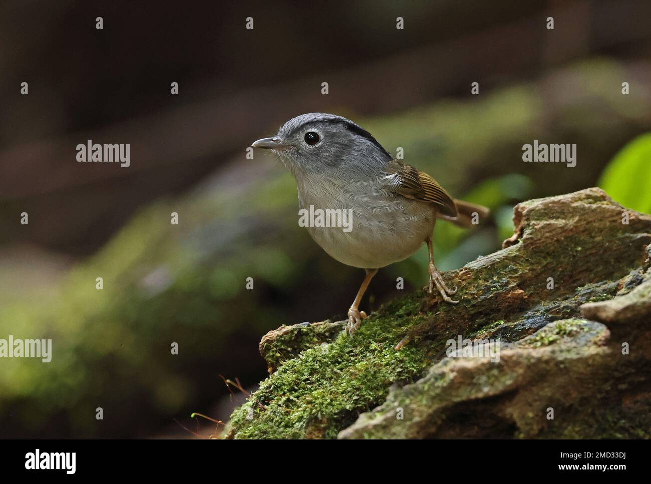 Mountain Fulvetta (Alcippe peracensis annamensis) adult standing on ...