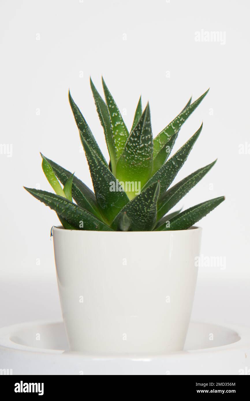 Side view of a beautiful cactus with white background. Interior Stock ...
